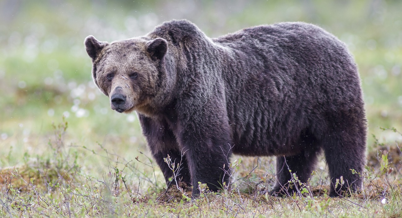 Game and Wildlife Conservation | 5th Dinaric-Balkan-Pindos Large ...